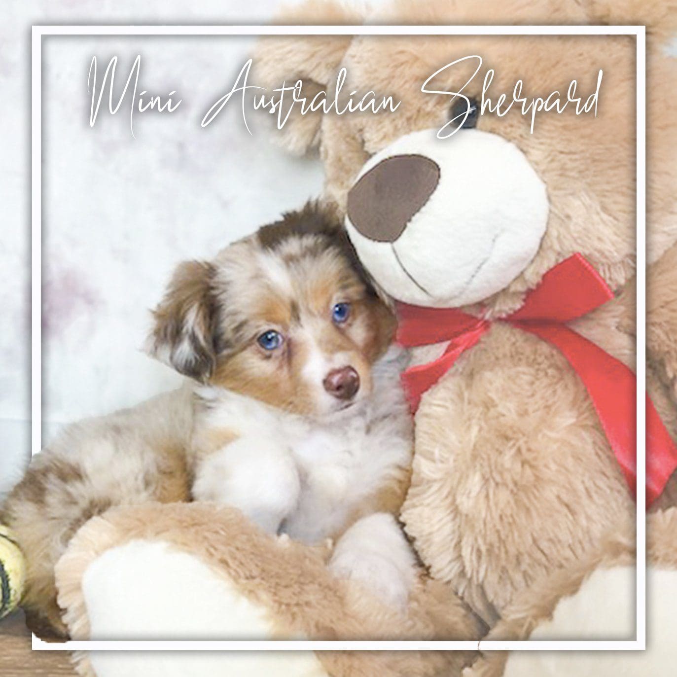 Georgia Dog Club | Puppies For Sale | Calhoun, GA