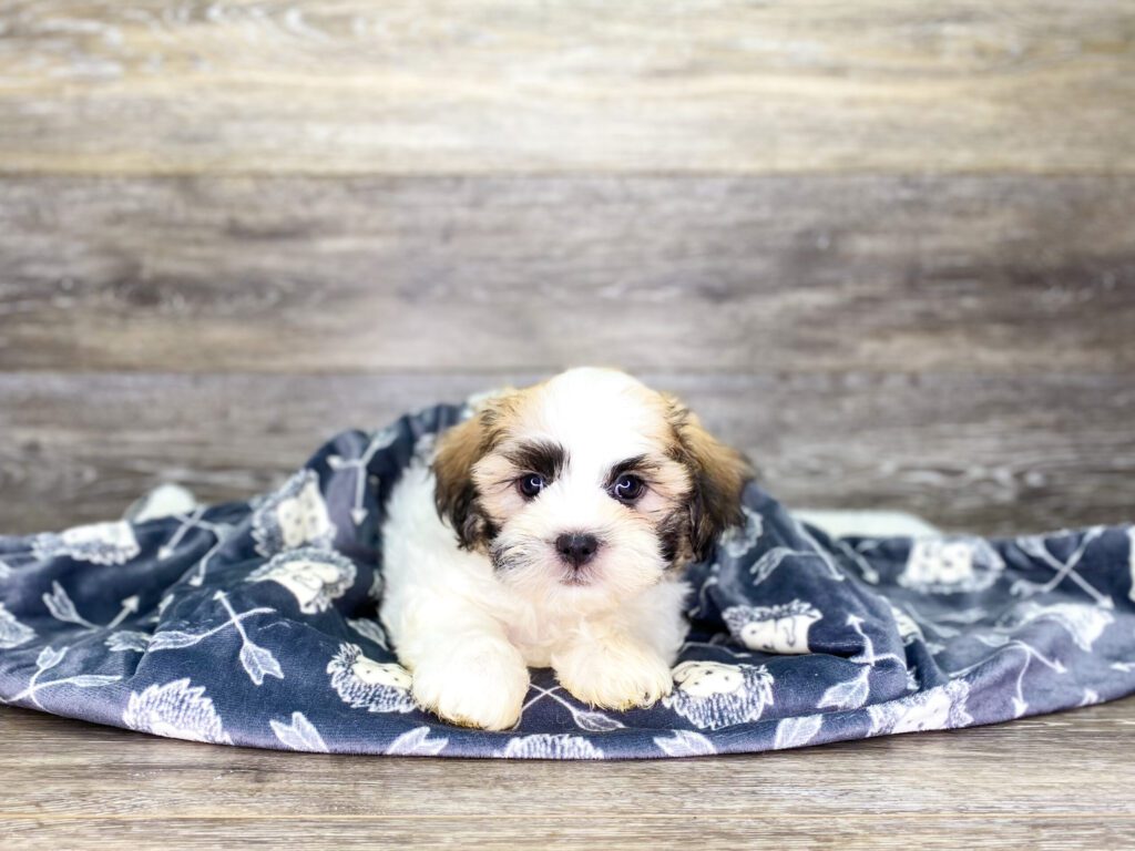 Puppies For Sale - Georgia's Top Pet Store - Georgia Dog Club