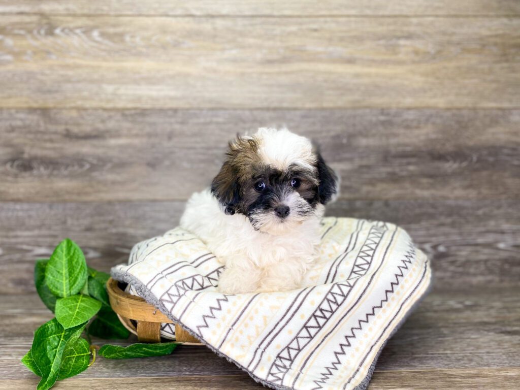 Puppies For Sale - Georgia's Top Pet Store - Georgia Dog Club