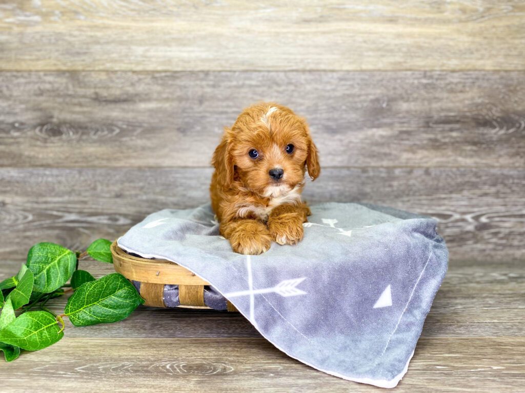 Puppies For Sale - Georgia's Top Pet Store - Georgia Dog Club