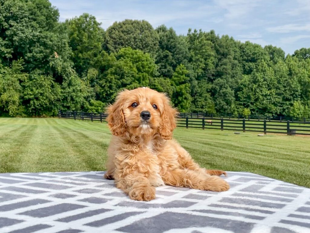Puppies For Sale - Georgia's Top Pet Store - Georgia Dog Club