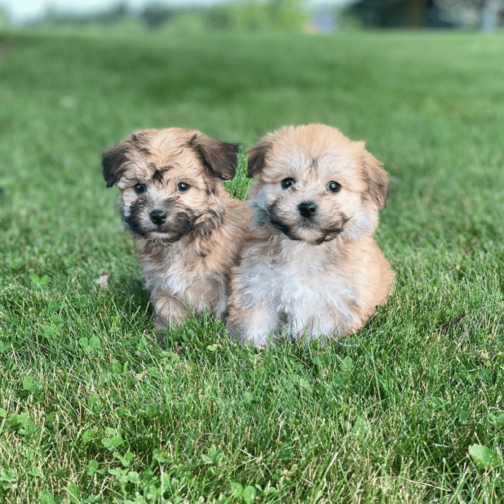 Georgia Dog Club | Puppies For Sale | Dog Breeder