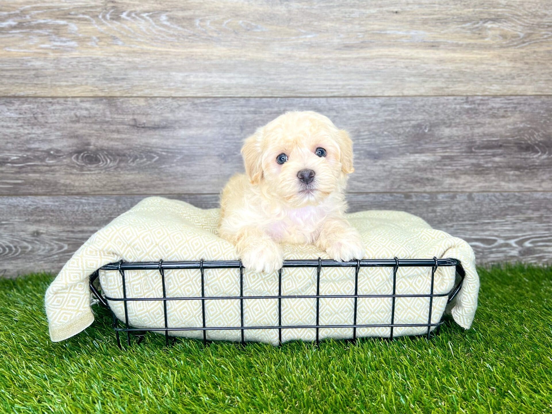 Puppies For Sale - Georgia Dog Club