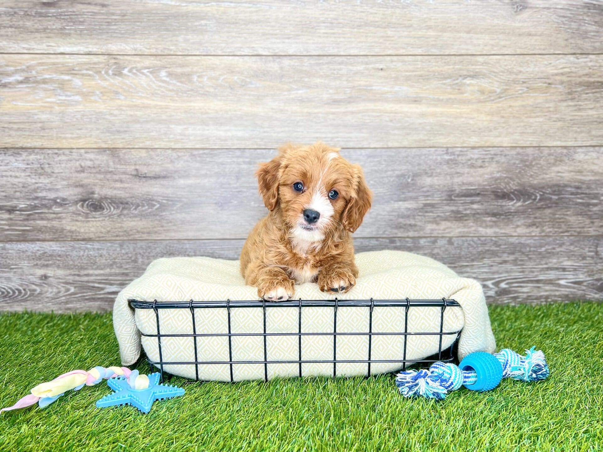 Puppies For Sale - Georgia Dog Club