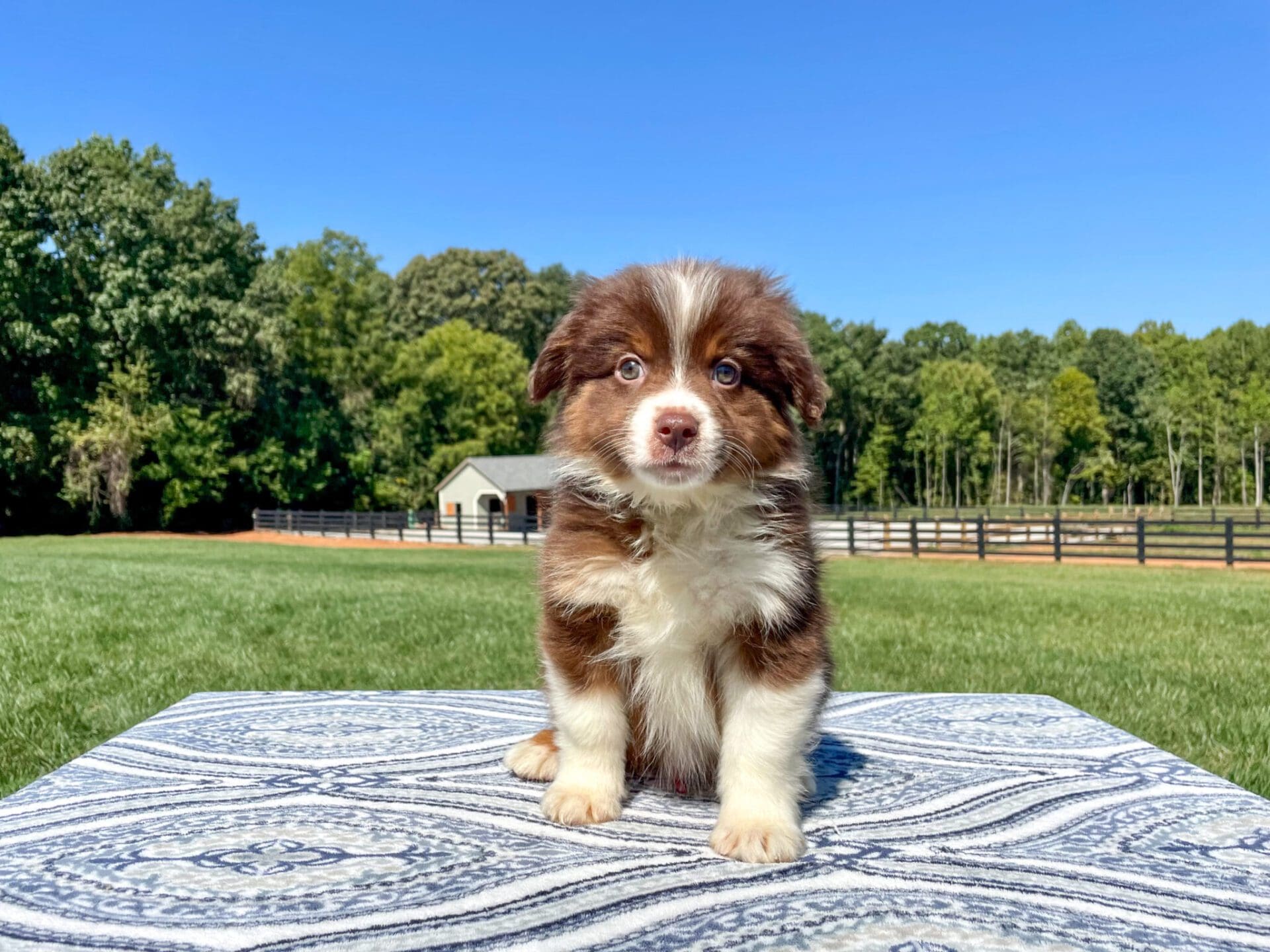 Puppies For Sale - Georgia Dog Club