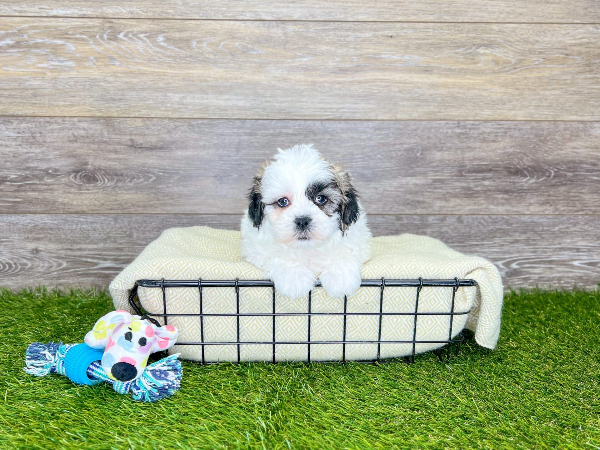 Puppies For Sale - Georgia Dog Club