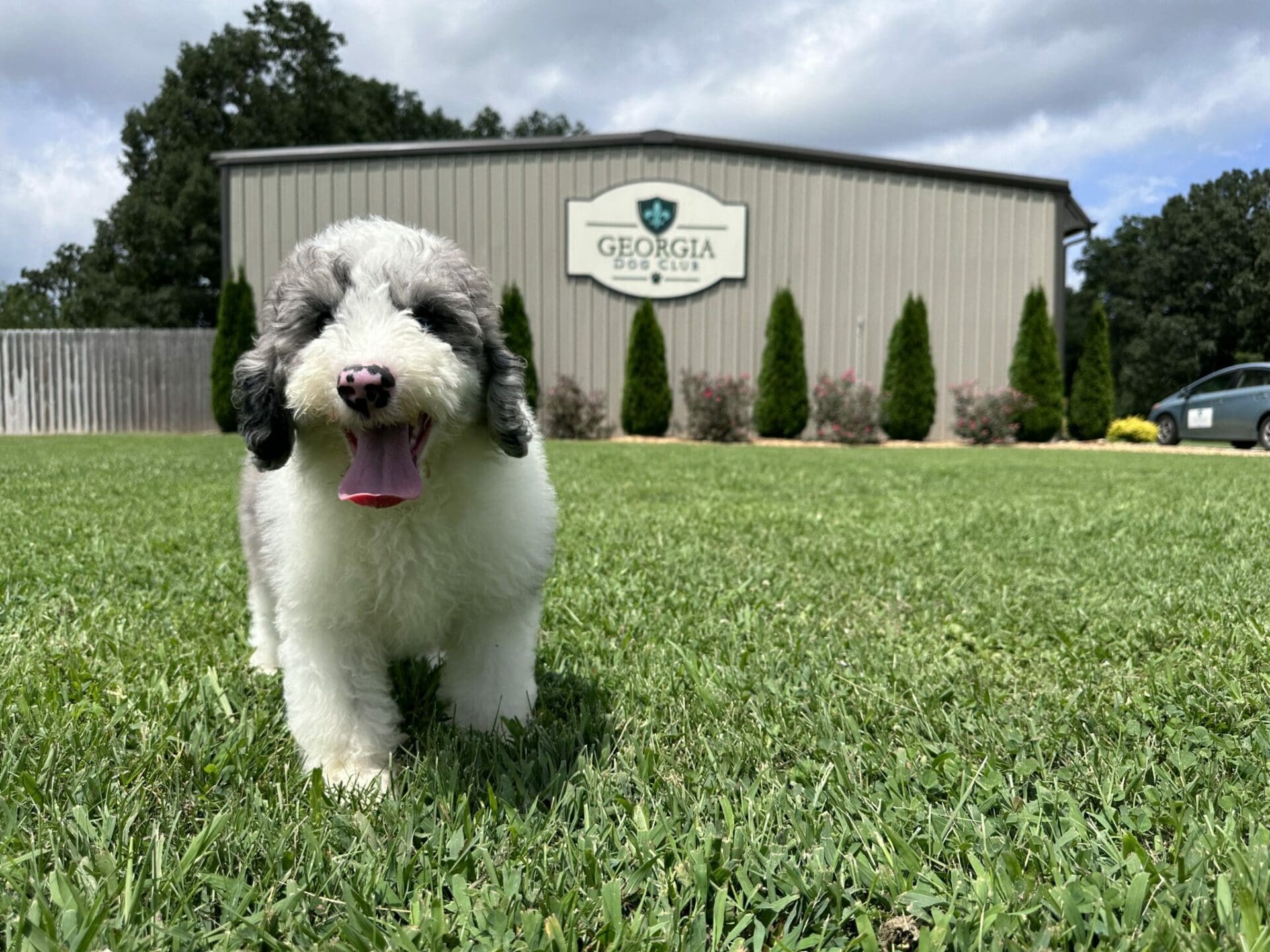 Puppies For Sale - Georgia Dog Club