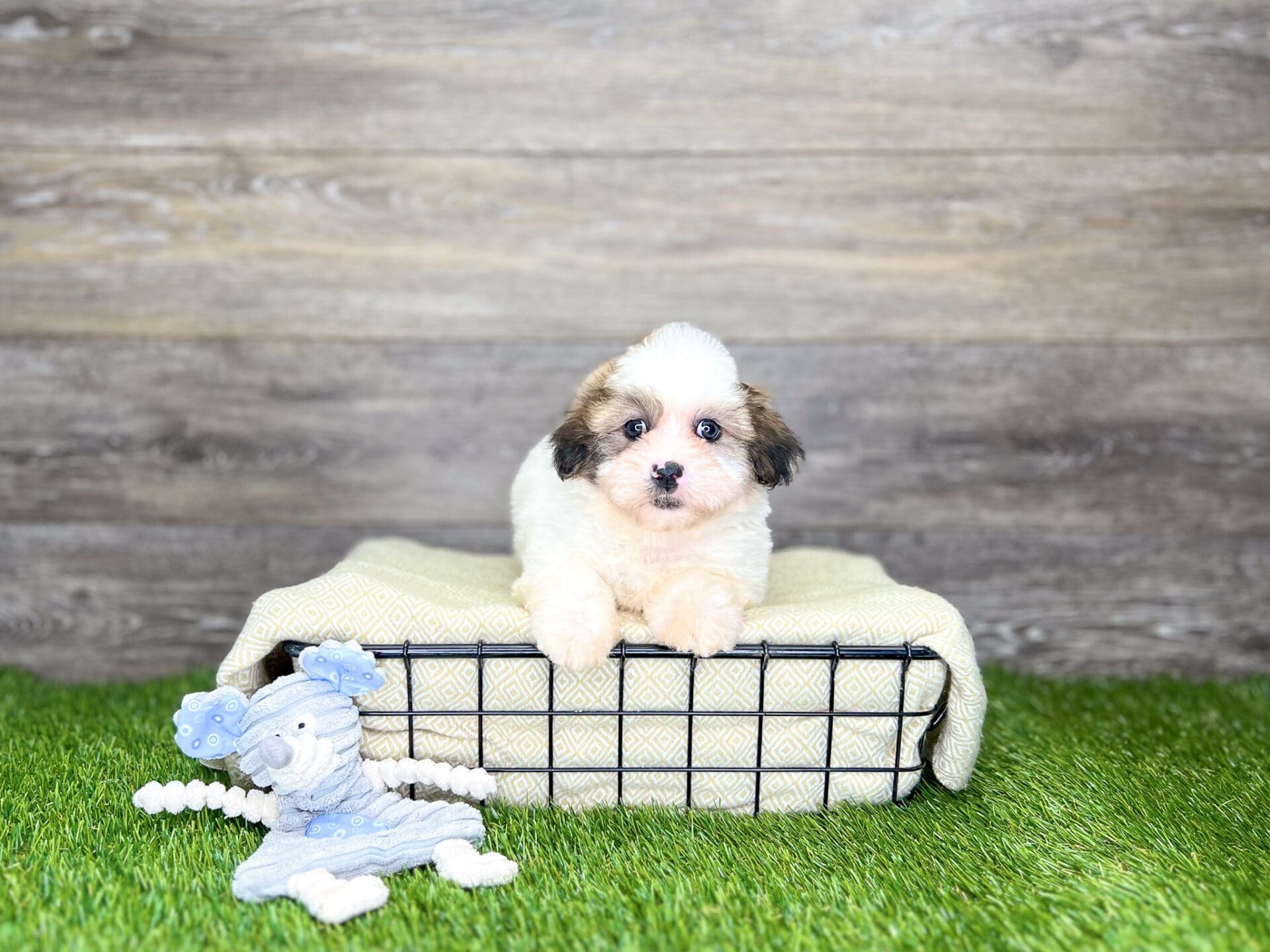 Puppies For Sale - Georgia Dog Club