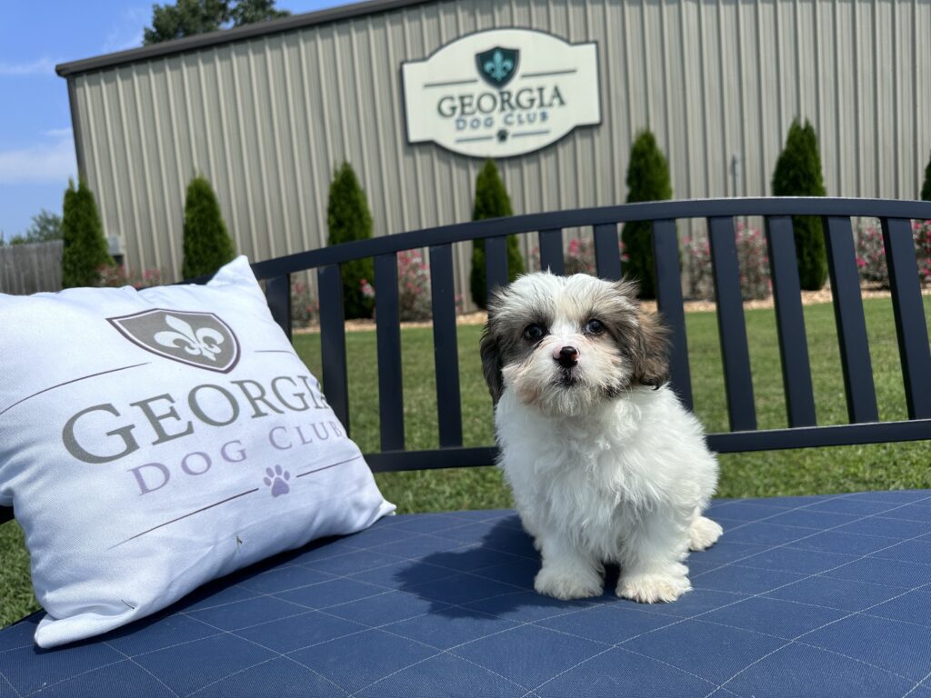 Puppies For Sale - Georgia Dog Club