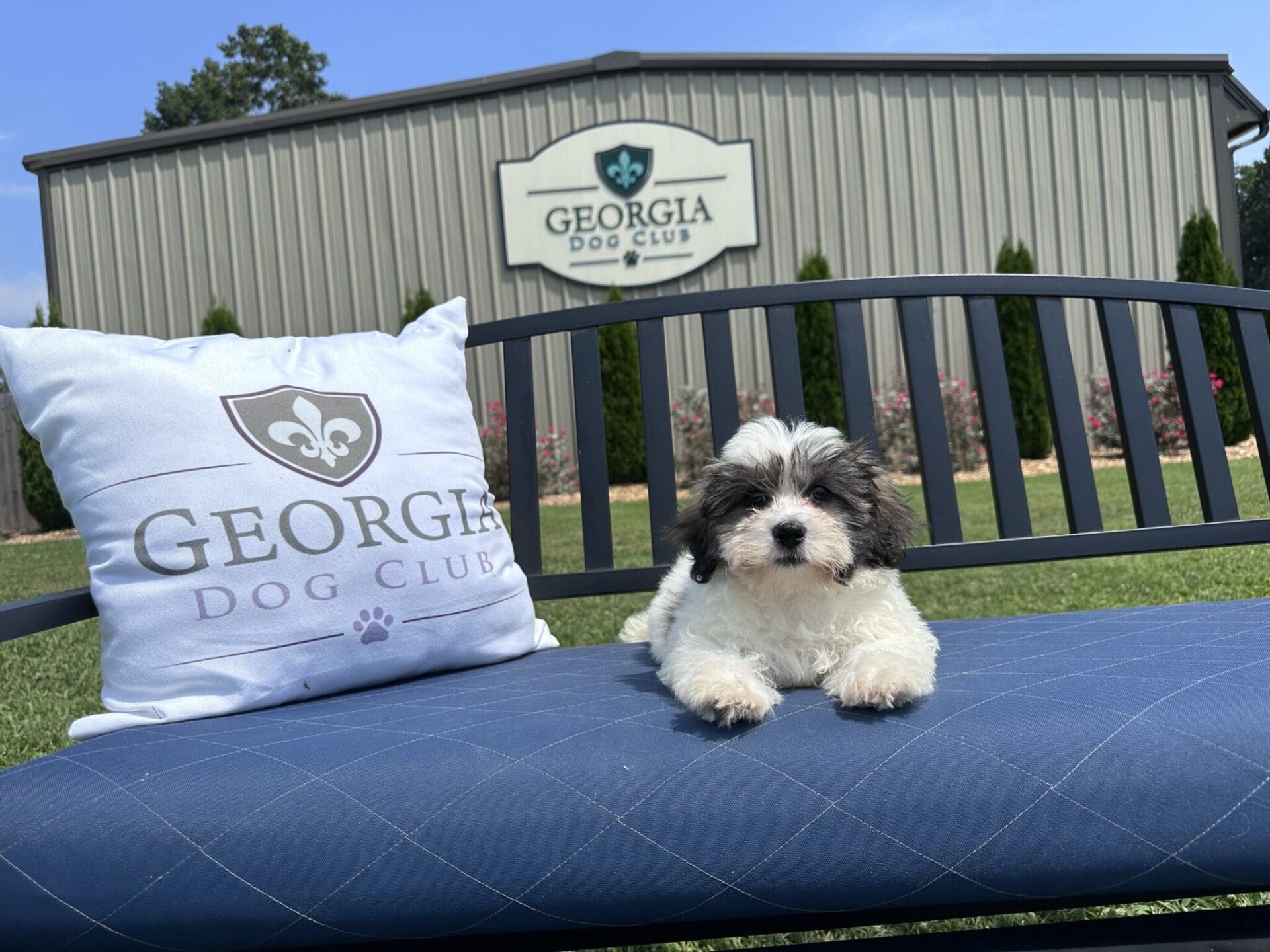 Puppies For Sale - Georgia Dog Club