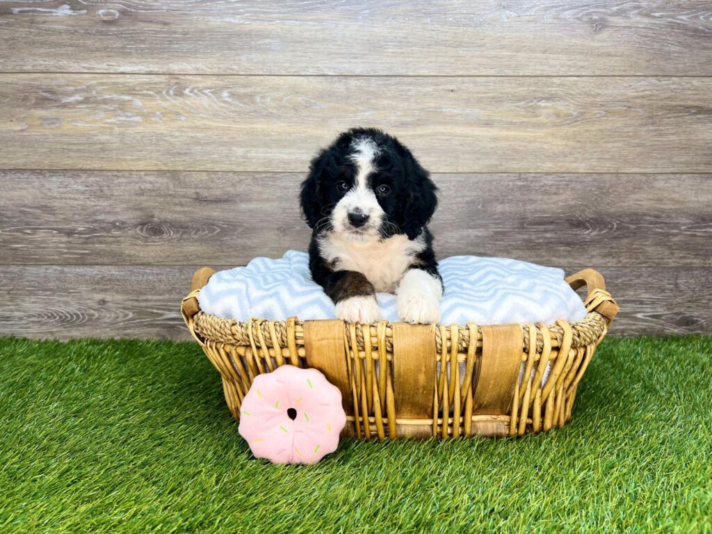 Puppies For Sale - Georgia Dog Club