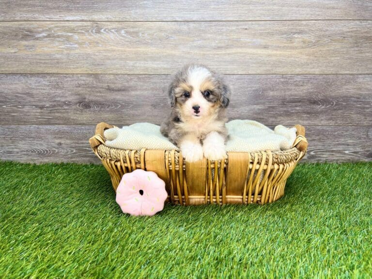 Puppies For Sale - Georgia Dog Club