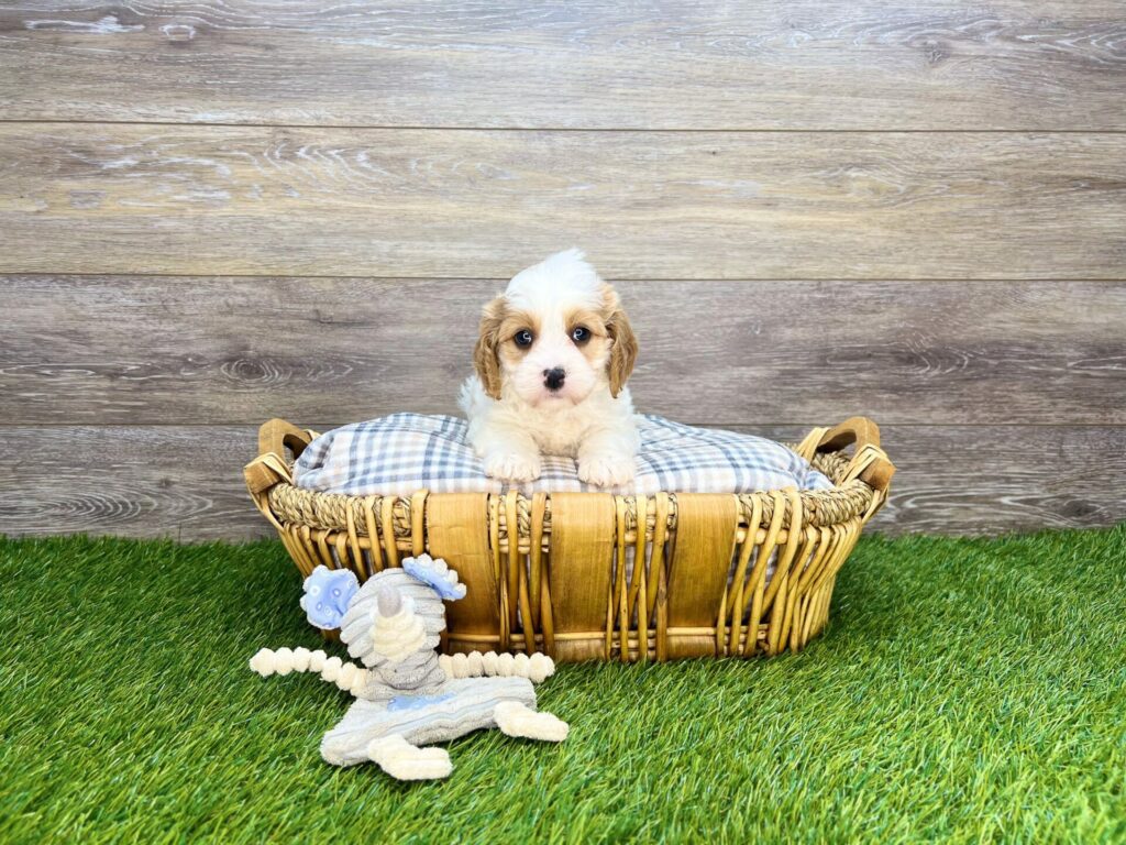 Dogs & Puppies For Sale - Georgia Dog Club