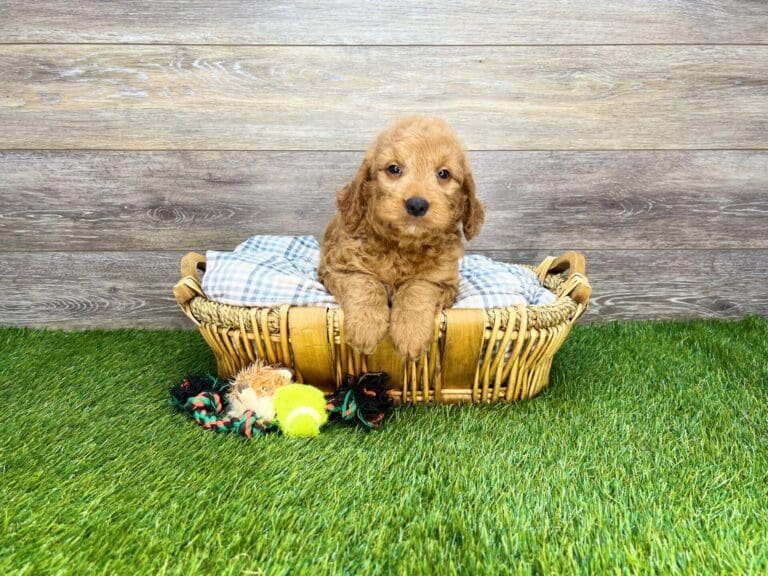 Puppies For Sale - Georgia Dog Club