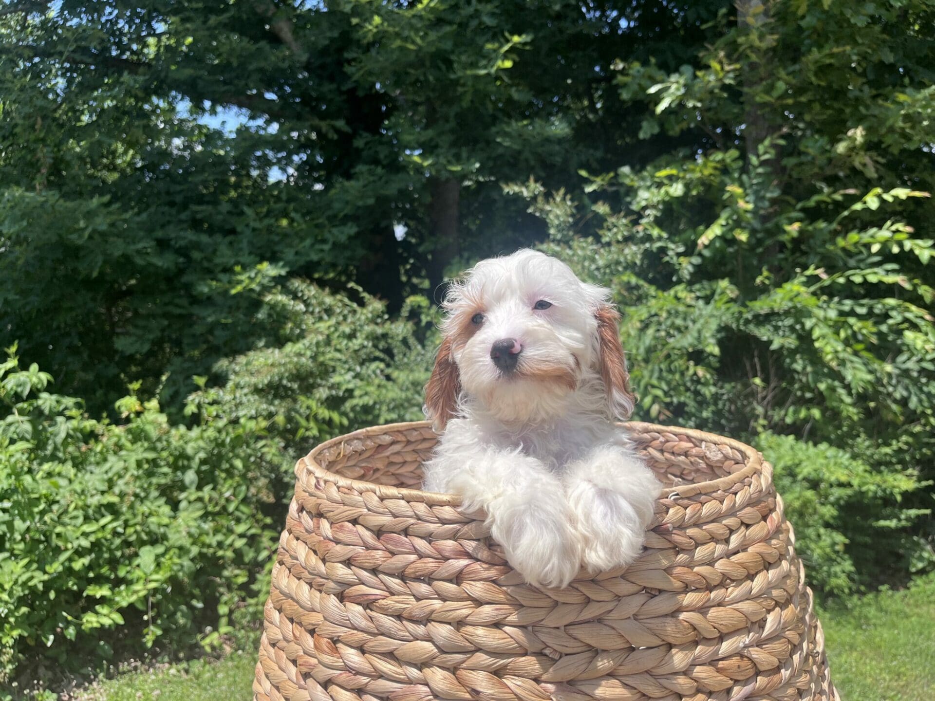 Dogs & Puppies For Sale - Georgia Dog Club