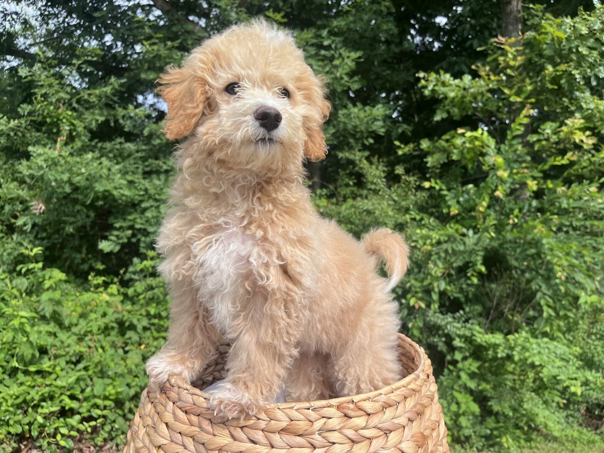 Dogs & Puppies For Sale - Georgia Dog Club