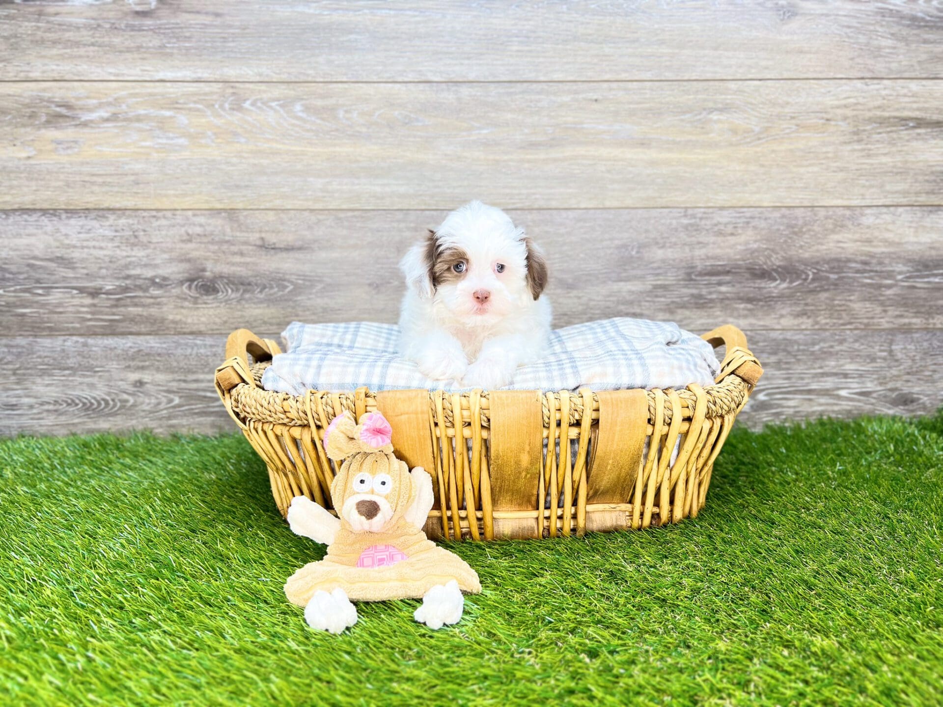 Dogs & Puppies For Sale - Georgia Dog Club