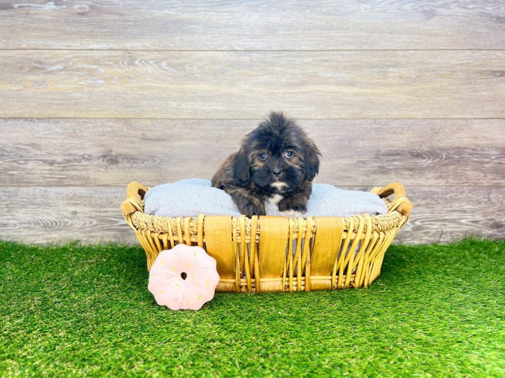 Dogs & Puppies For Sale - Georgia Dog Club