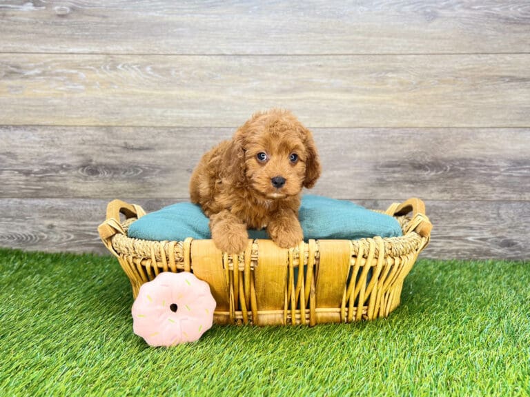 Dogs & Puppies For Sale - Georgia Dog Club