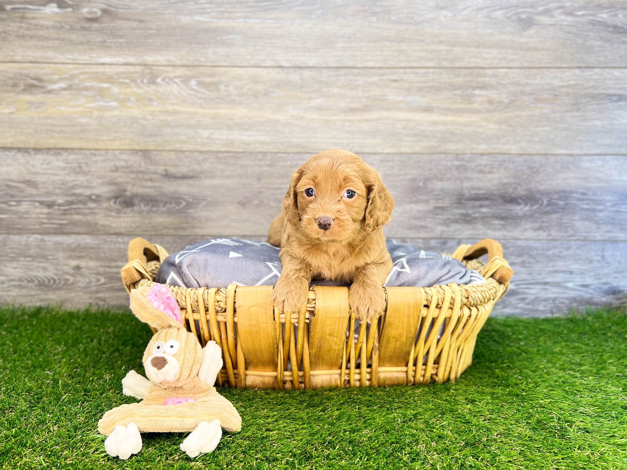 Dogs & Puppies For Sale - Georgia Dog Club