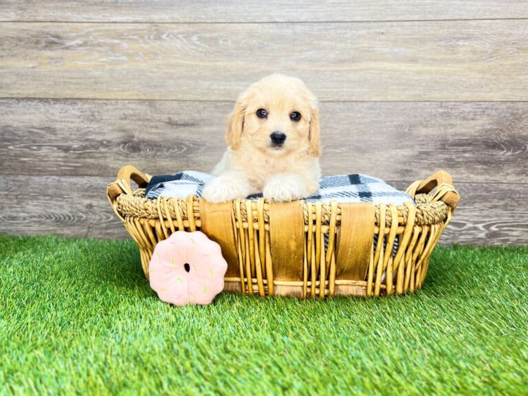 Dogs & Puppies For Sale - Georgia Dog Club