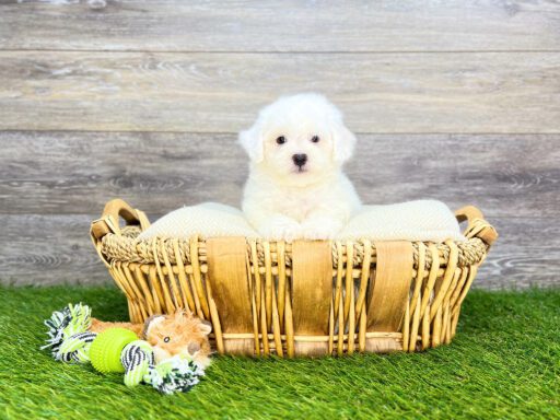 Dogs & Puppies For Sale - Georgia Dog Club