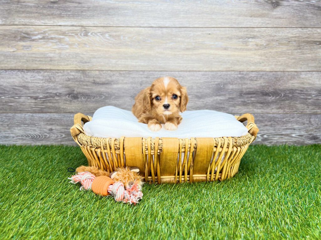 Dogs & Puppies For Sale - Georgia Dog Club