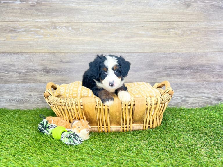 Dogs & Puppies For Sale - Georgia Dog Club